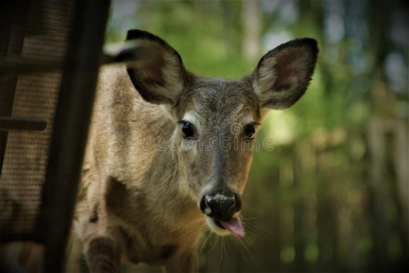 Deer tongue are tasting stock photo. Image of safari - 181319860