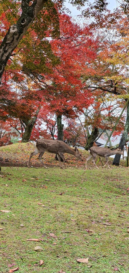 Deer and tree stock image. Image of nature, woodland - 178429165