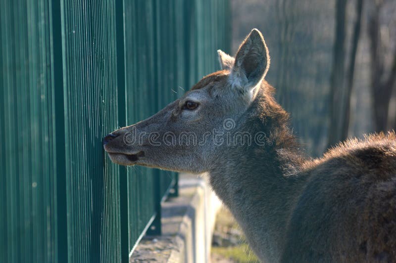 Deer with trees stock photo. Image of bale, camouflaged - 63778068