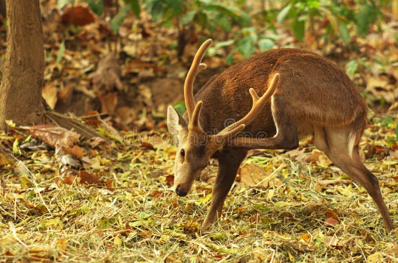 Deer in the Tropical Forest Stock Photo - Image of fauna, scratch: 38352282