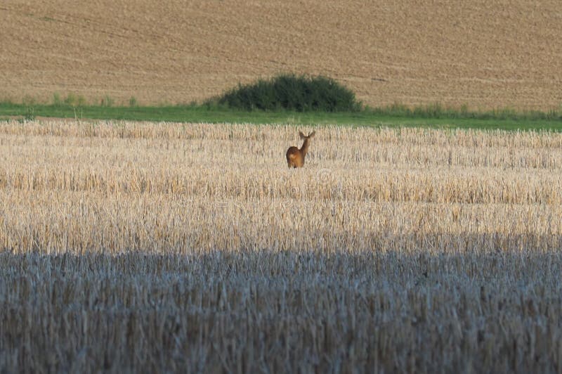 A Deer in the Twilight on the Lookout Stock Photo - Image of marsh ...