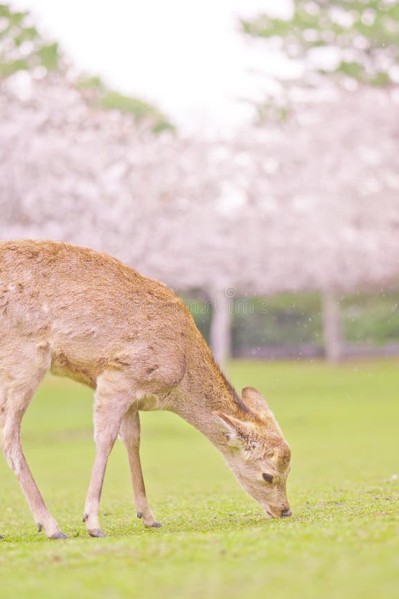 The Deer Under the Cherry Tree, Naraï¼ŒJapan Stock Photo - Image of ...