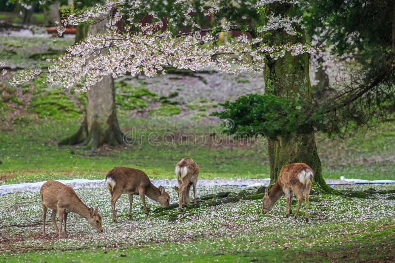 Deer under sakura tree stock image. Image of branch, city - 55183529