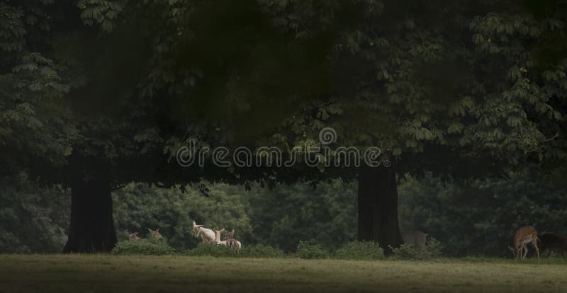 Deer under a tree stock photo. Image of meadow, savanna - 99352588