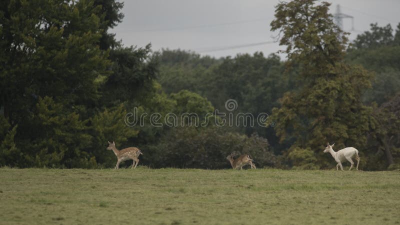 Deer under a tree stock photo. Image of grass, herd, wildlife - 99353042
