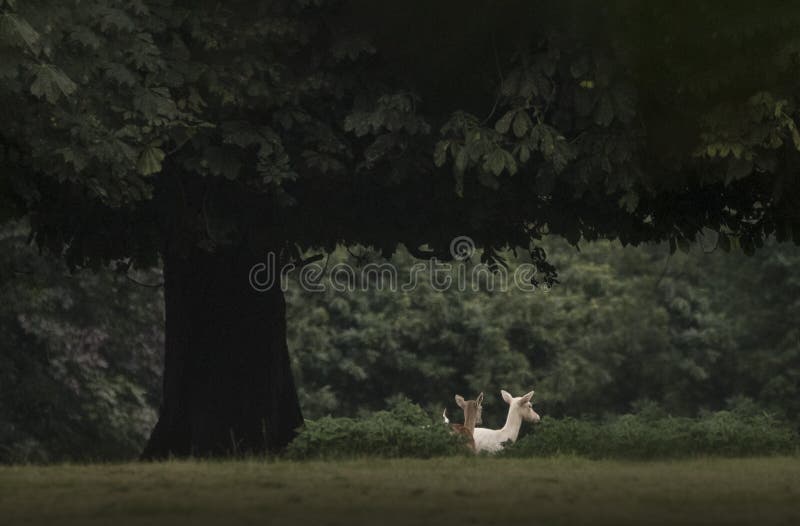 Deer under a tree stock photo. Image of pasture, deer - 99352802