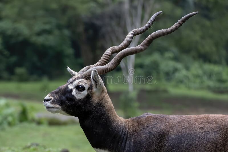 Deer with Unique Horn in a Forest Stock Image - Image of hoofed, male ...
