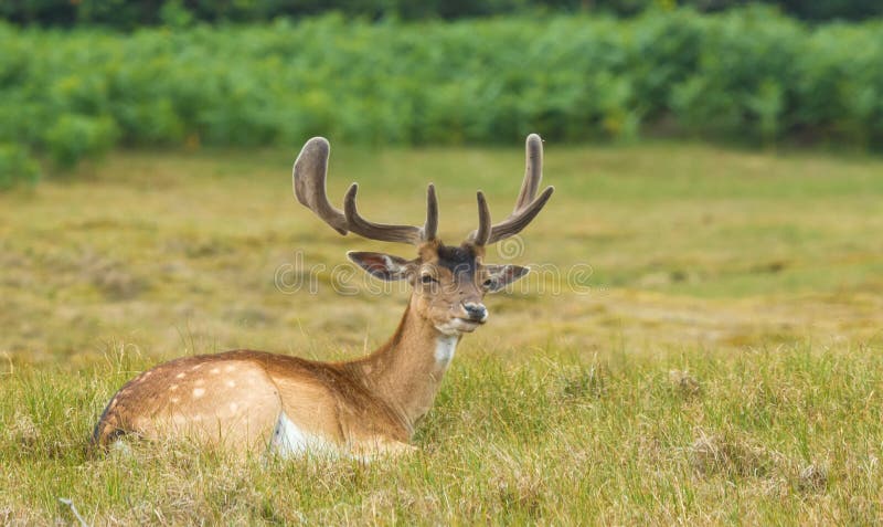 Deer stag resting stock photo. Image of distribution - 57104070