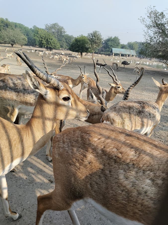 Deer is very dear stock photo. Image of savanna, dear - 276598802