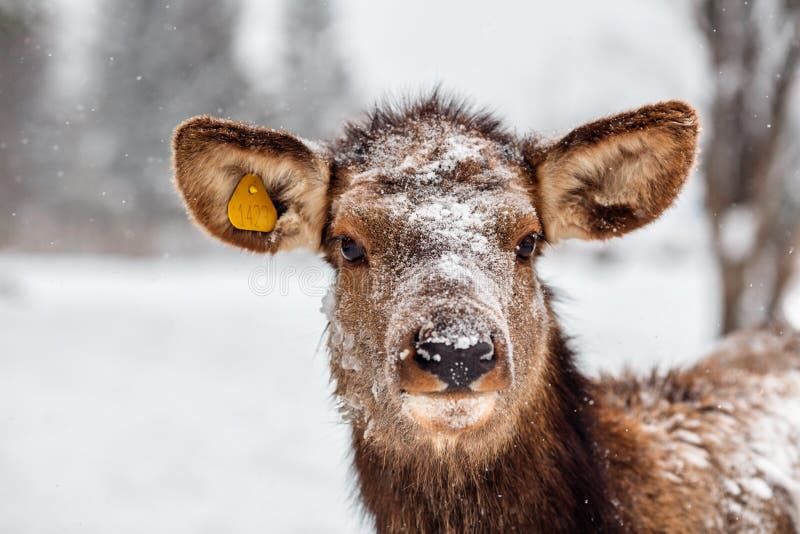 A Deer from Visim Strict Natural Reserve in Russia. Editorial Photo ...
