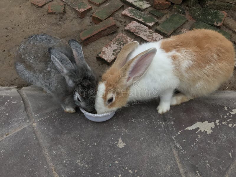 Rabbit stock photo. Image of animals, nature, agriculture - 97713674