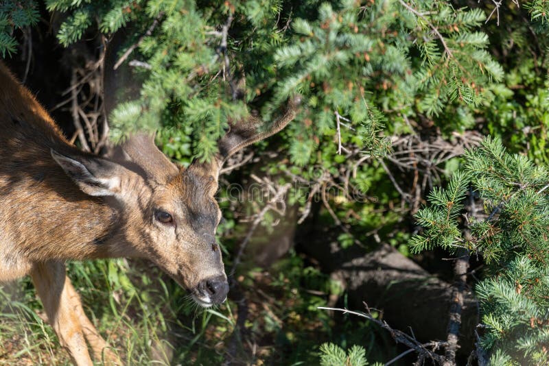 Deer Walking Around through a Large Bush Stock Image - Image of fawn ...