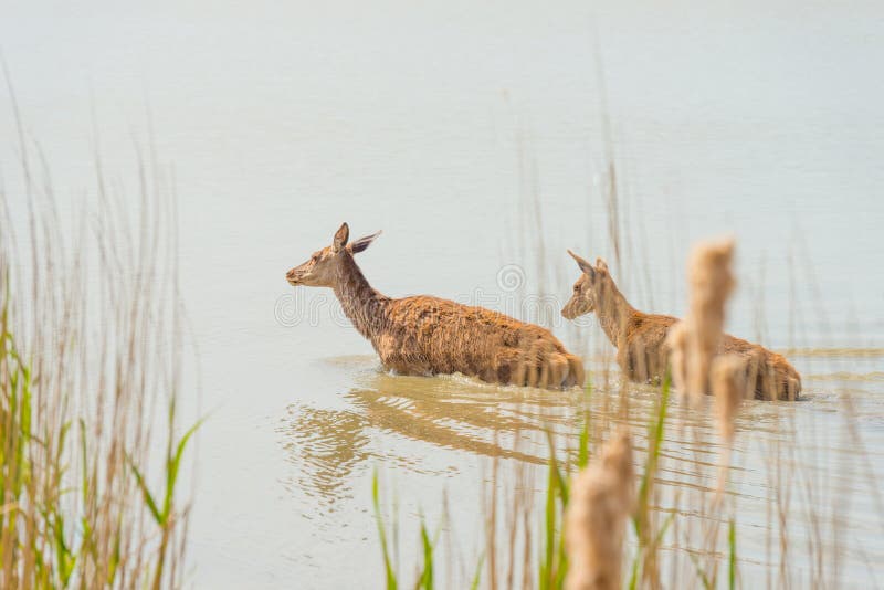 Deer Walking in a Lake in Spring Stock Photo - Image of water, nature ...