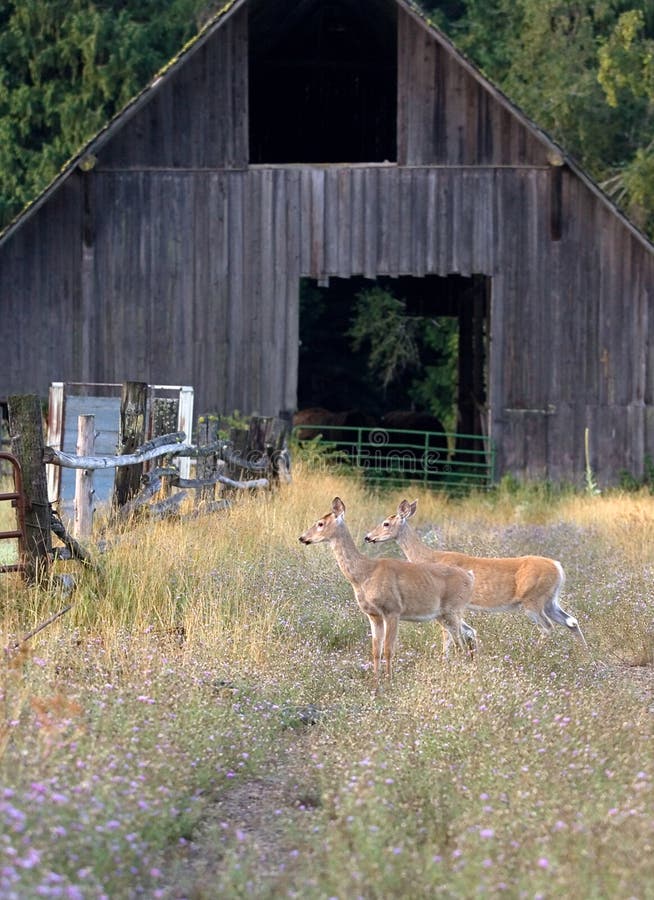 Deer walking past barn. stock image. Image of farm, animals - 15935587