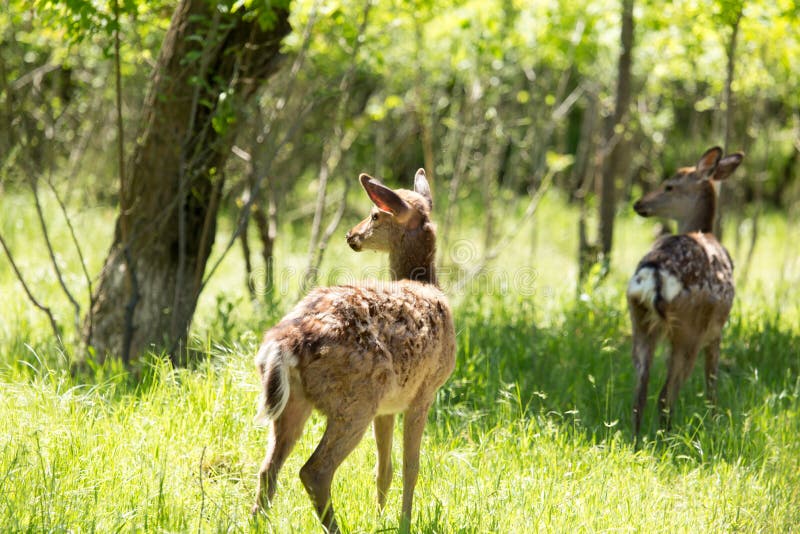 A Deer Walks in the Forest in the Summer Stock Photo - Image of buck ...
