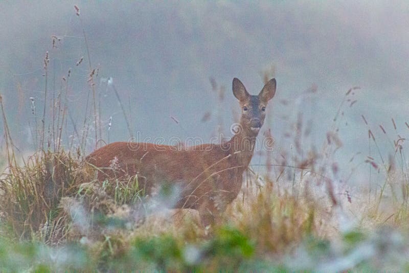 Deer in a Misty Morning Field Stock Image - Image of wild, morning ...