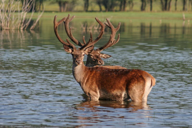 Deer in water stock photo. Image of buck, danger, male - 41373822