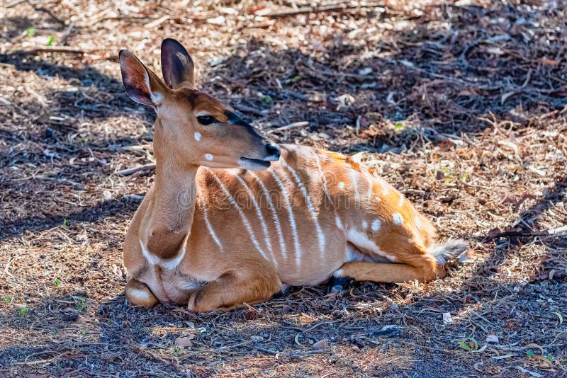 Deer at the Werribee Open Range Zoo Melbourne Stock Photo - Image of ...