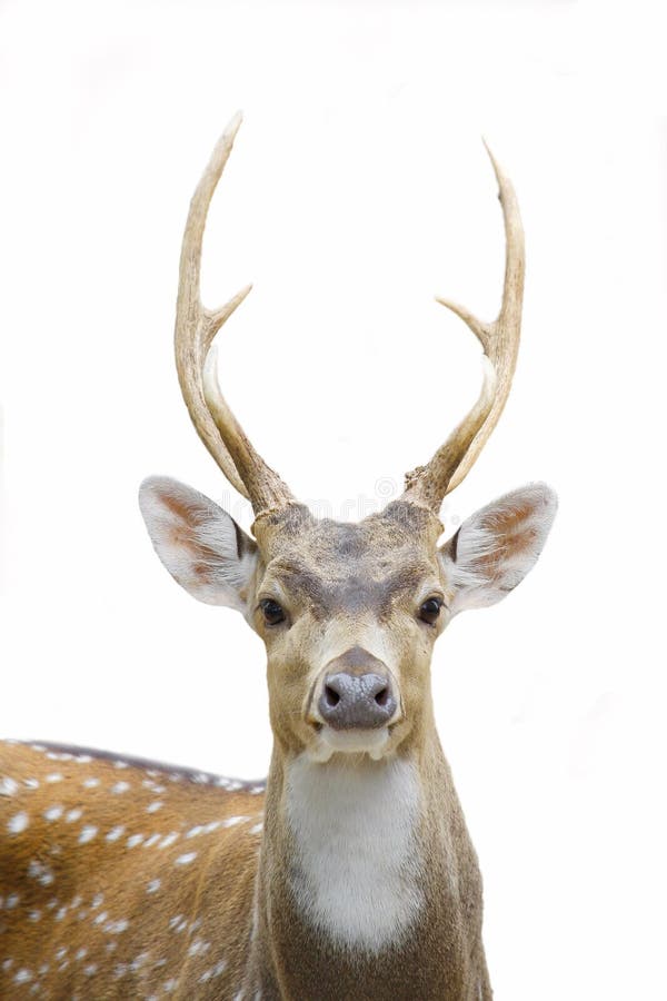 Whitetail Deer Head Looking Left Stock Photo - Image of herbivore, rack ...