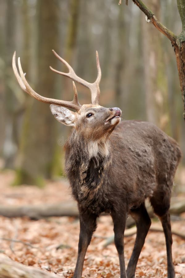 Deer stock photo. Image of fantasy, autumnal, dawn, mammal - 35831626