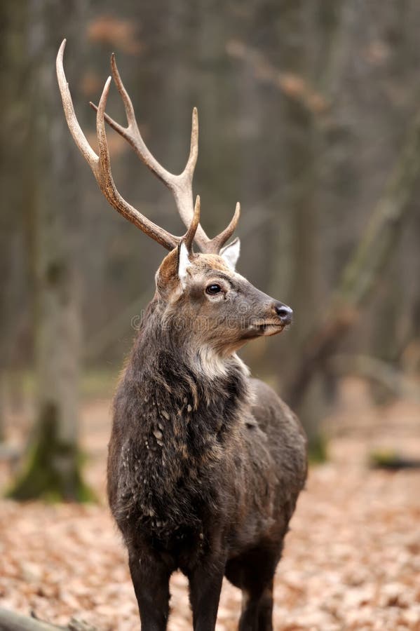 Deer stock image. Image of autumnal, fall, autumn, animal - 36900387