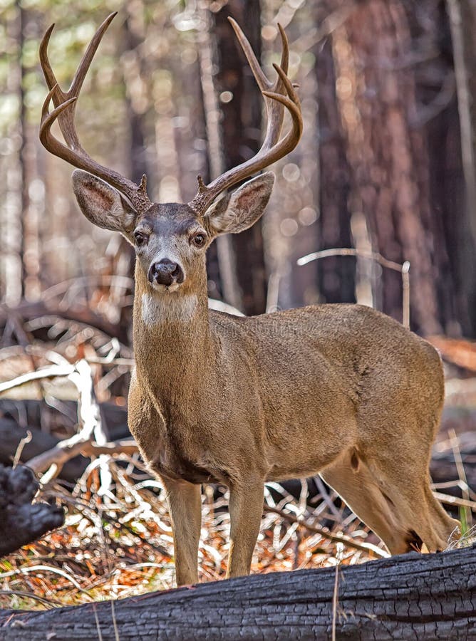 Deer in the wild stock image. Image of valley, horns - 37989781