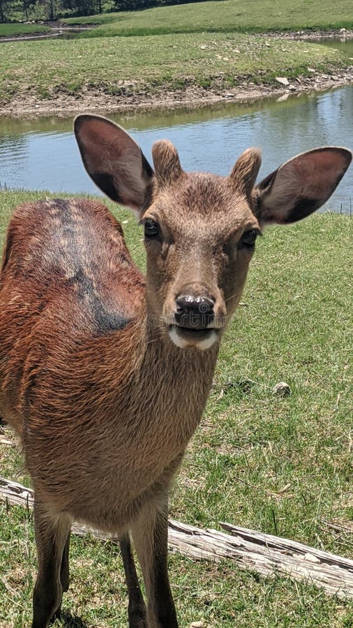 Deer Wild Animal Baby stock image. Image of whiskers - 188037119