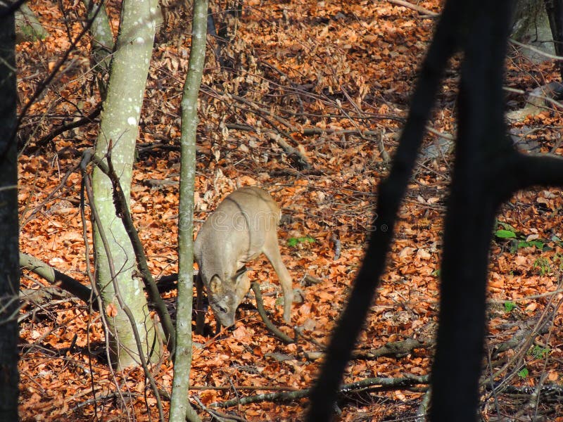 Deer stock image. Image of deciduous, tree, animal, forest - 82073269