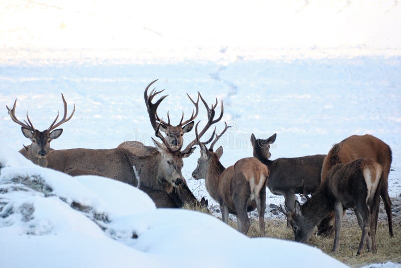 Deer in the Wild. a Group of Deer in the Winter Forest in the Daytime ...