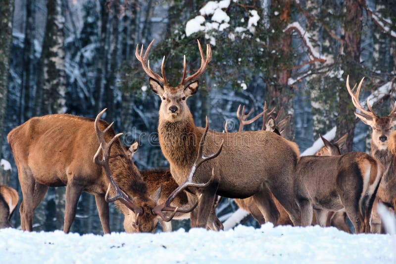 Deer in the Wild. a Group of Deer in the Winter Forest in the Daytime ...