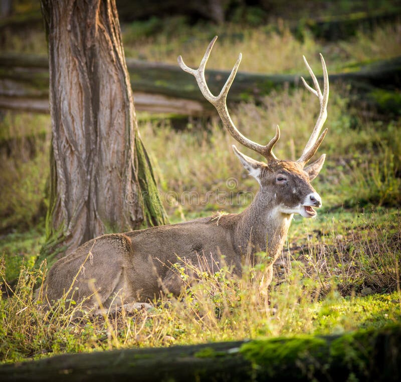 Deer in the wild nature stock photo. Image of wild, eagle - 164350858