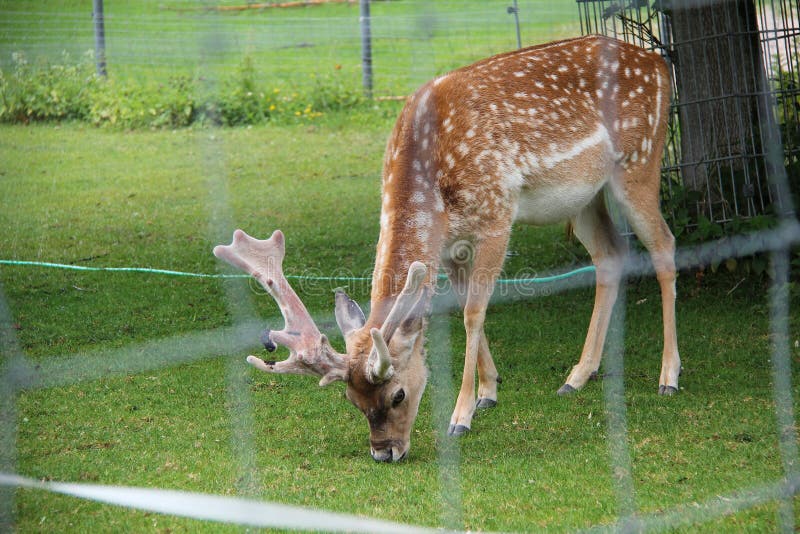 Deer stock image. Image of colorful, tailed, fallow, nibbling - 64545973