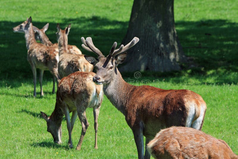 Deer, Wildlife, Fauna, Ecosystem Picture. Image: 99276821
