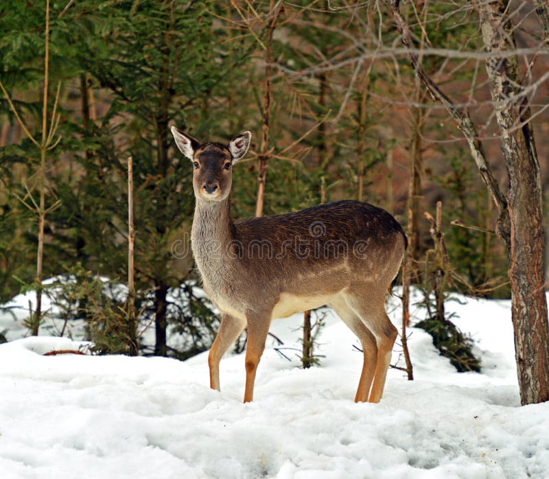 Deer in winter stock image. Image of animal, themes, flora - 29271191