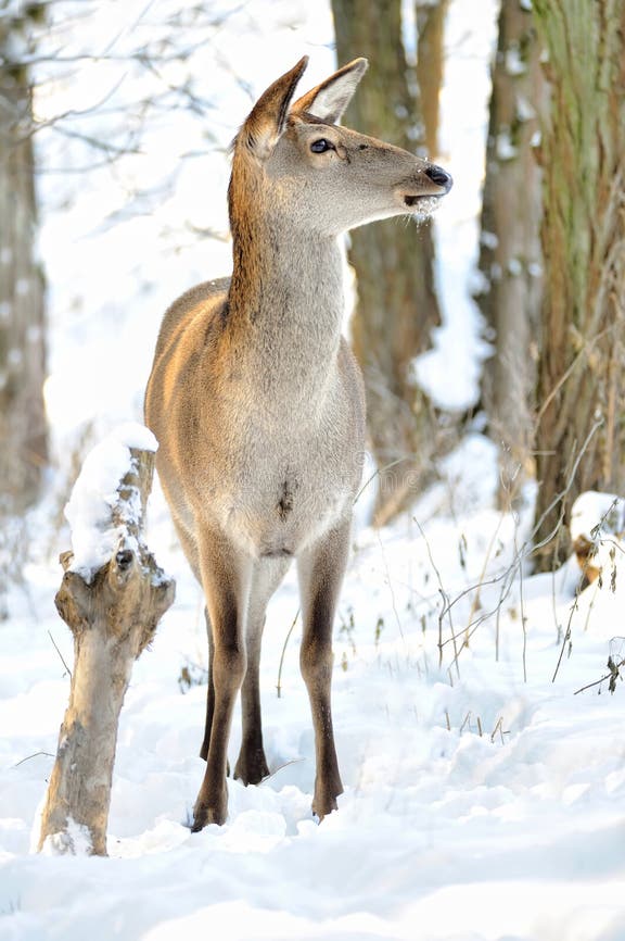 Deer in winter forest stock photo. Image of cleave, ears - 23248330