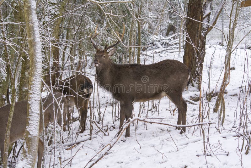 Deer stock image. Image of winter, snow, horns, forest - 168993571