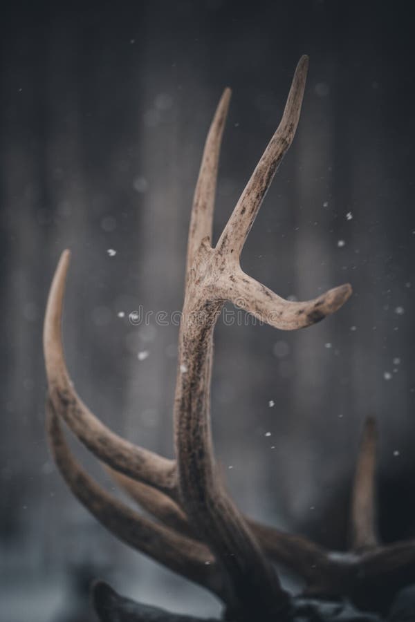Deer, Antlers stock photo. Image of herd, deer, woodland - 248903064