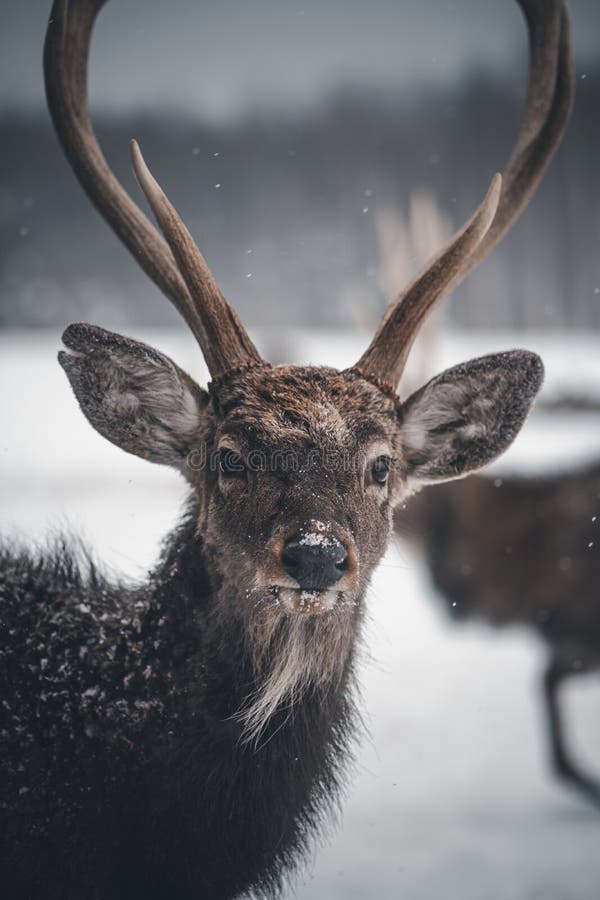 Deer, Antlers stock photo. Image of wildlife, deer, tree - 248903050