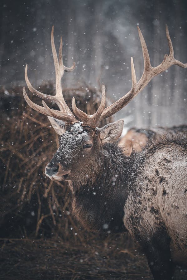 Deer, Antlers stock image. Image of antler, bovine, freezing - 248903067