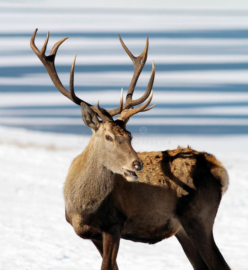 Deer in the winter stock photo. Image of male, mammal - 42823454