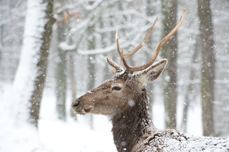 Deer in winter in snow stock photo. Image of snow, hunter - 110928058