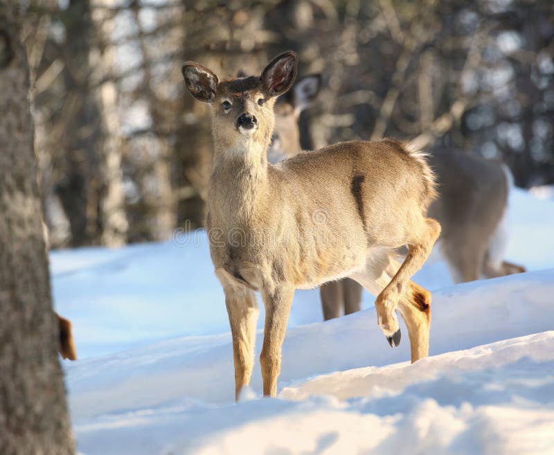 Deer in winter stock image. Image of wildlife, mammal - 86955963