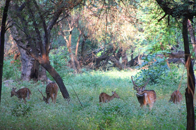 5 deer stock image. Image of forest, eating, animal, deer - 37046179