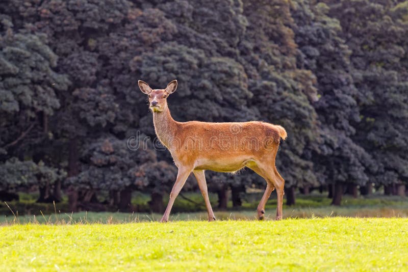 Deer in woodlands stock image. Image of group, brown - 83182151