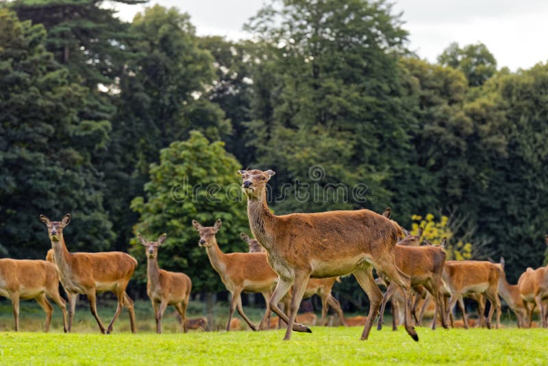 Deer in woodlands stock image. Image of antler, fawn - 83182531