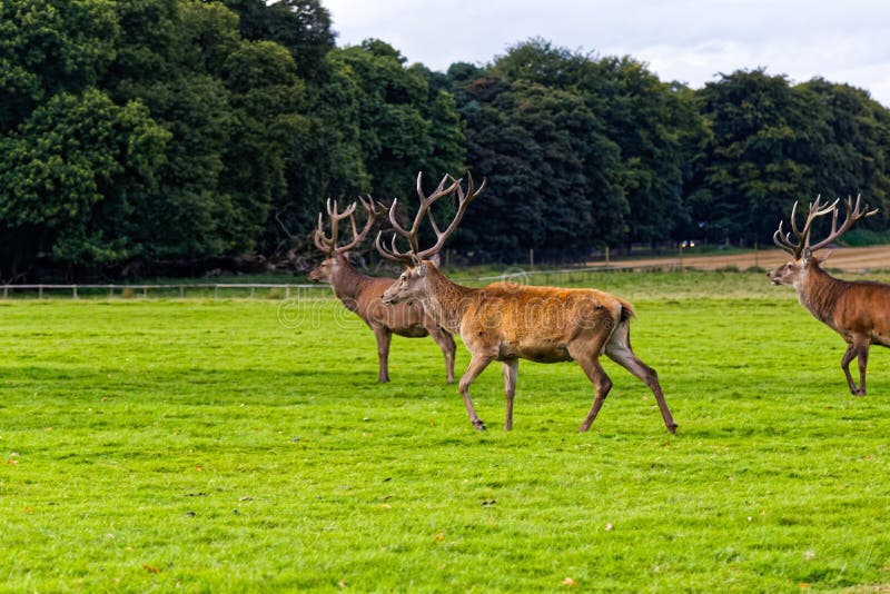 Deer in woodlands stock image. Image of back, animal - 83182623