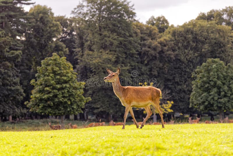 Deer in woodlands stock photo. Image of mammal, food - 83182942