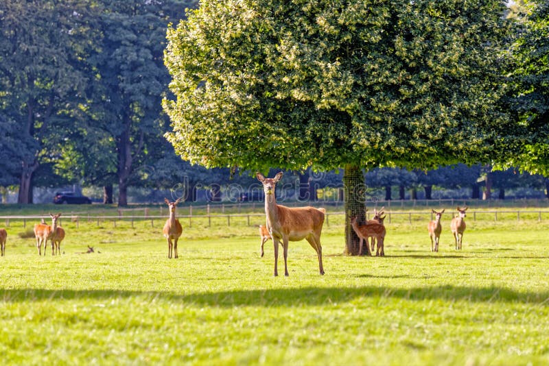 Deer in woodlands stock image. Image of green, food, leicestershire ...