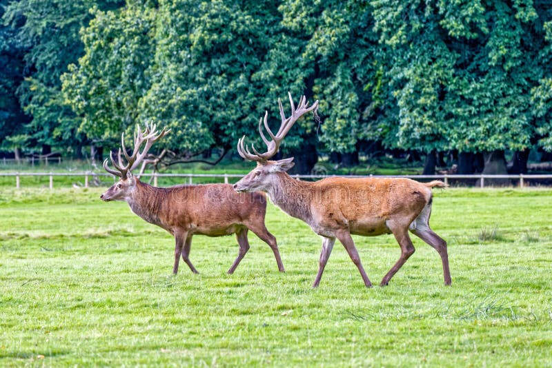 Deer in woodlands stock image. Image of color, deer, forest - 83359069