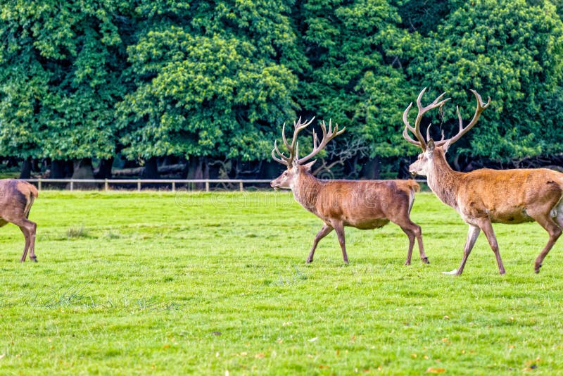 Deer in woodlands stock photo. Image of issues, environmental - 83359070